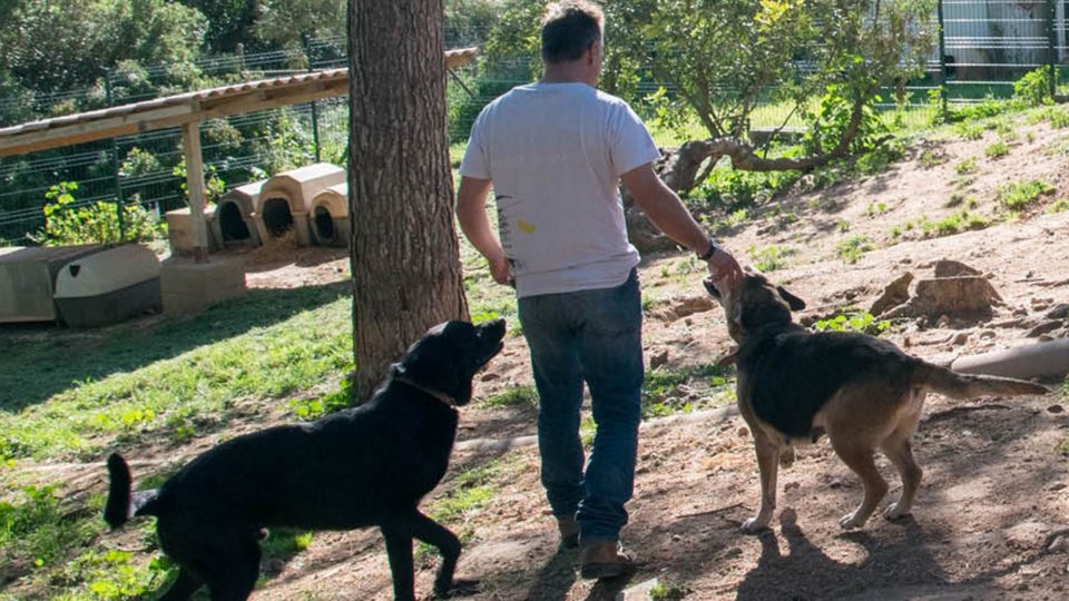 Sos Animal Mallorca - Printing Mallorca | Print Fast 24 Hrs, Business ...